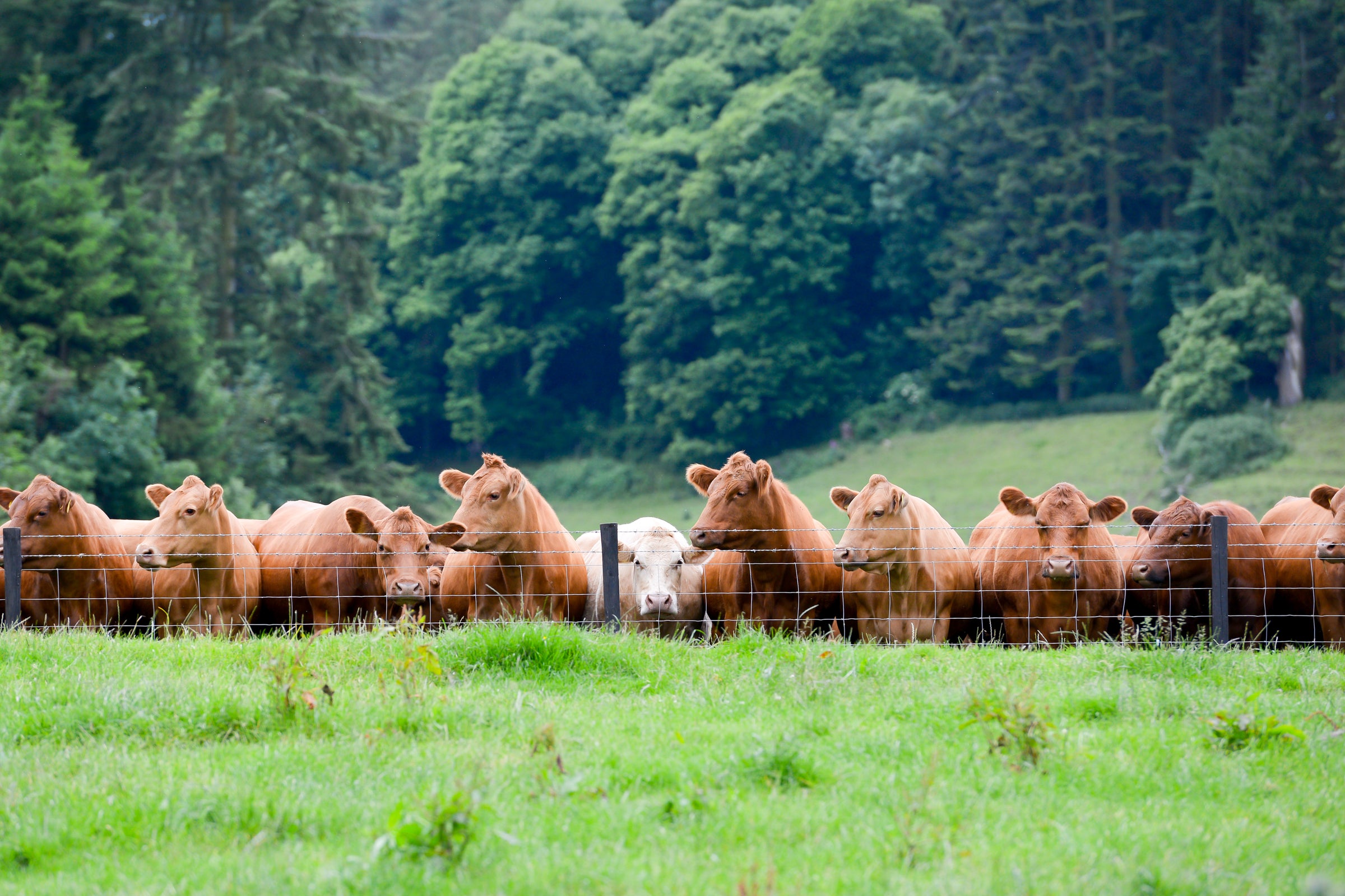 Butchers Near Me – Local Butchers Fresh Meat Delivery Meat Supermarket ...